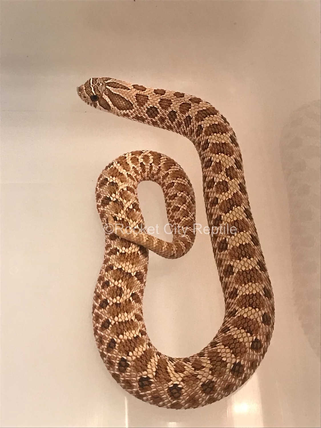 Normal (Pos Low Expression Arctic Female) Western Hognose by Rocket ...