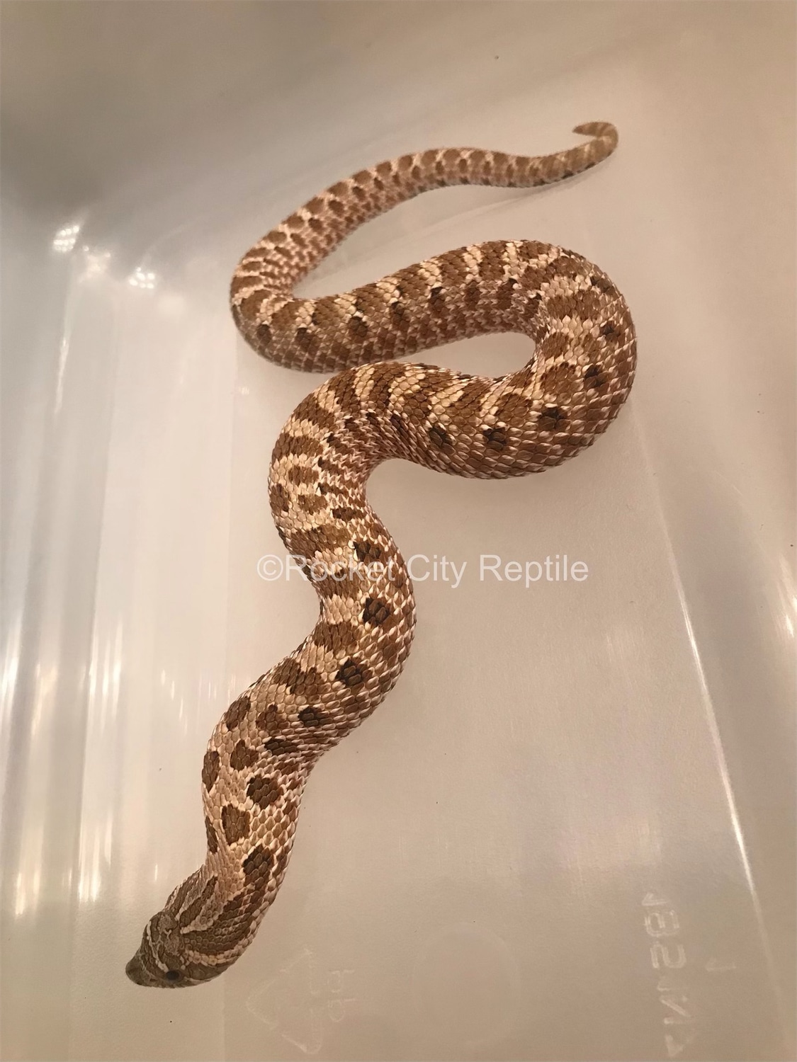 Normal (Pos Low Expression Arctic Male) Western Hognose by Rocket City ...