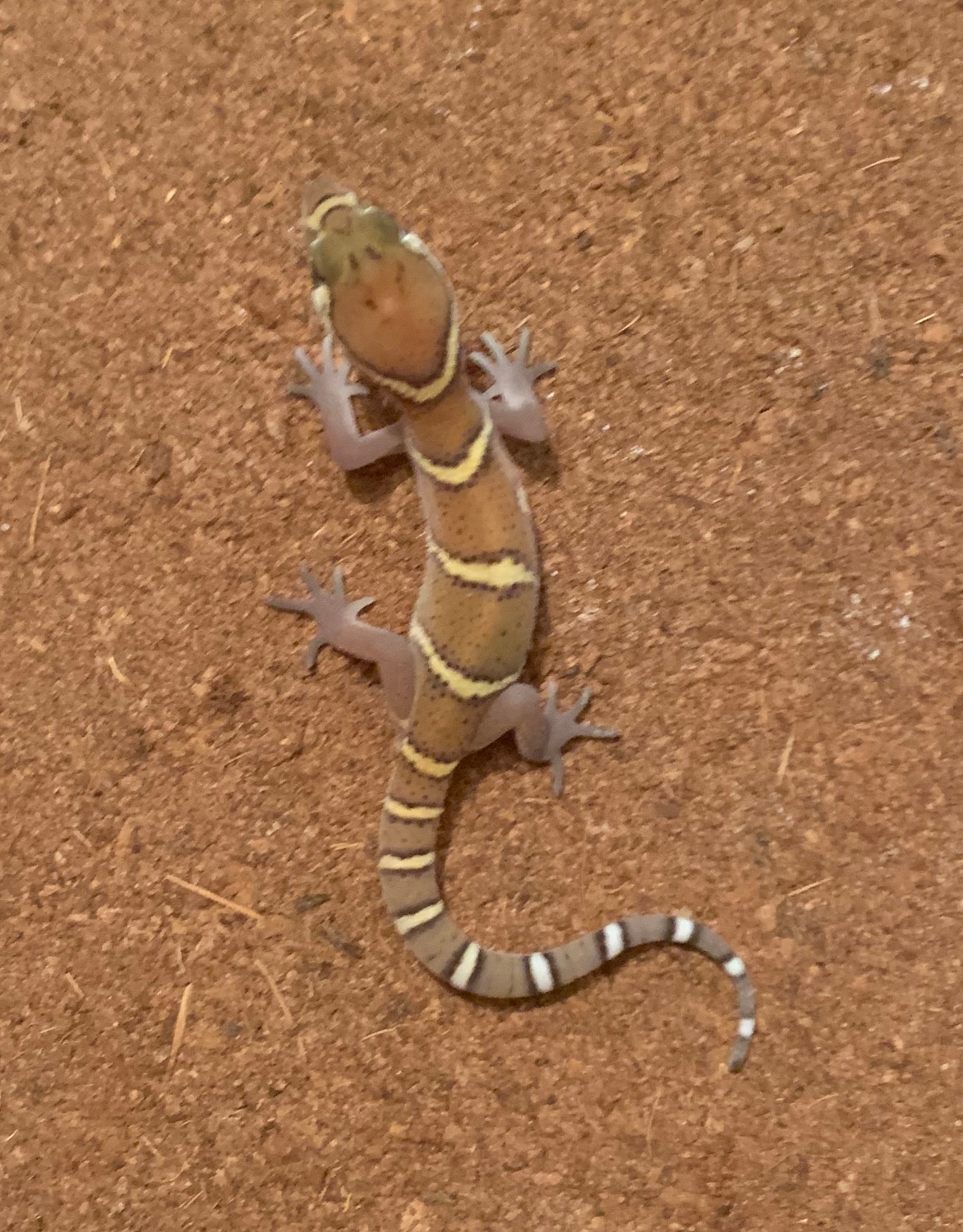 Coleonyx Mitratus (Central American Banded Gecko) Other Gecko by ...
