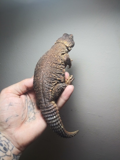 Adult Female Red Uromastyx by True Blood Exotics
