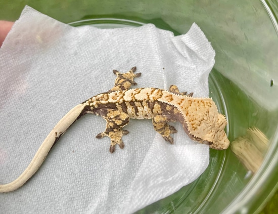Extreme Male Crested Gecko by Pine State Exotics