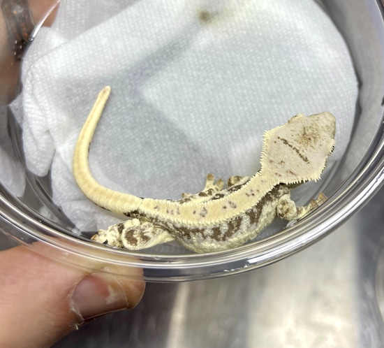 Holdback Release Lilly White Crested Gecko by Pine State Exotics