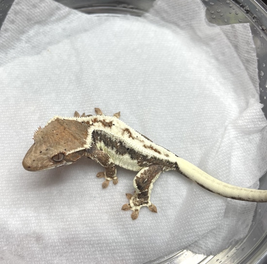 Frappuccino Poss Female Crested Gecko by Pine State Exotics