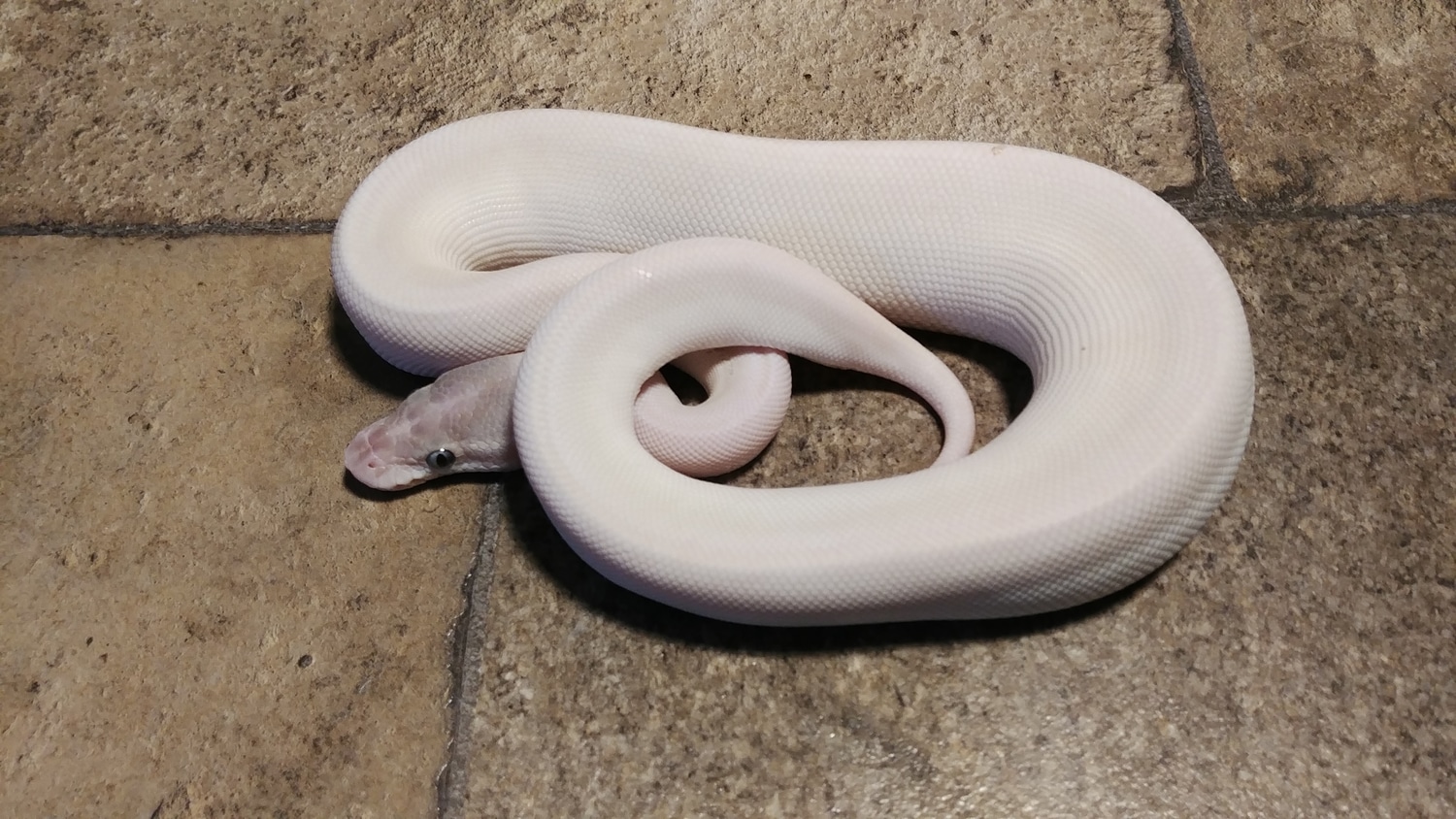 Super Mojave (BEL) Yellowbelly Het Ghost Ball Python by Ohio Reptile ...