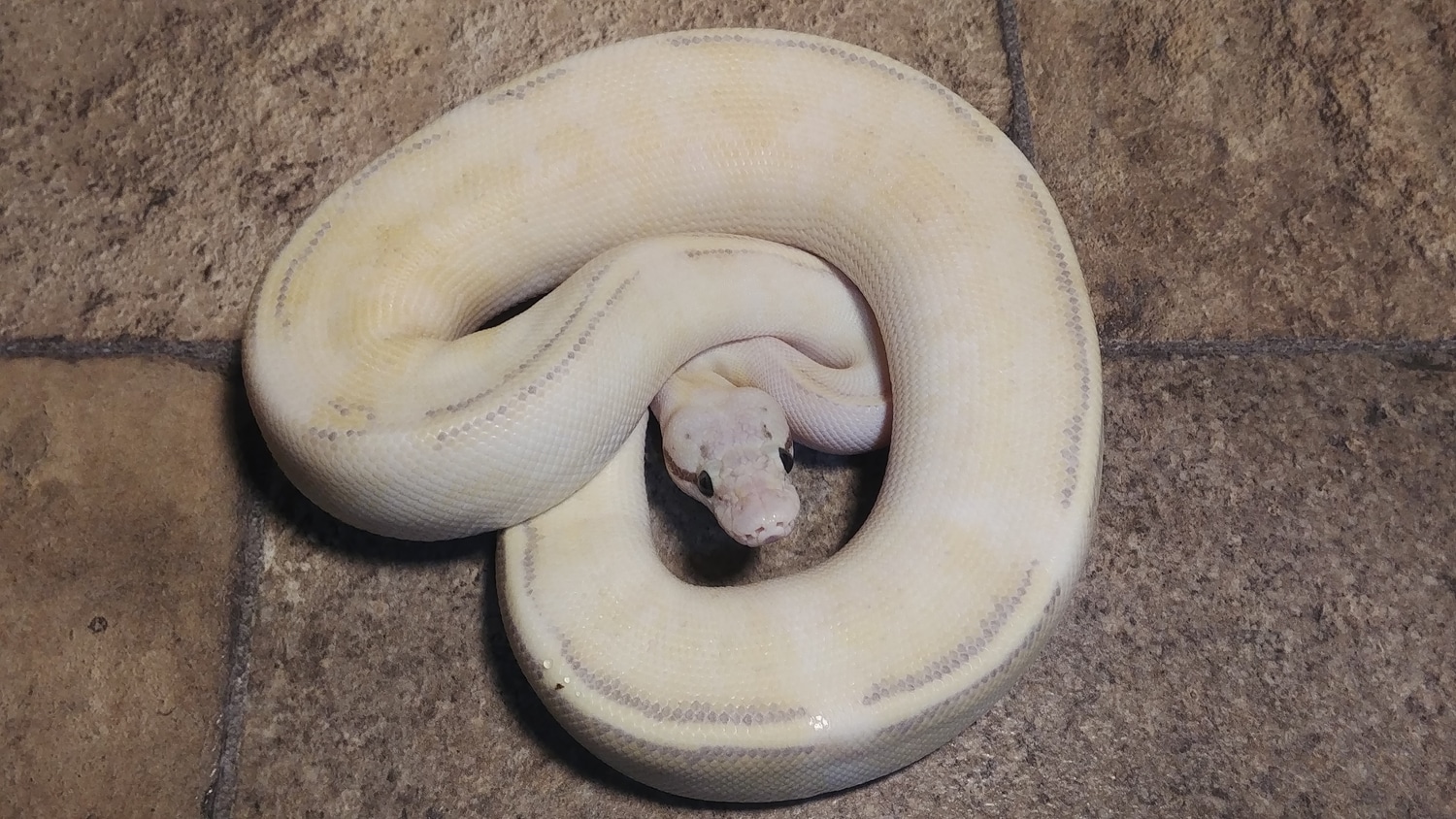 Pastel Puma Ball Python by Ohio Reptile Company - MorphMarket