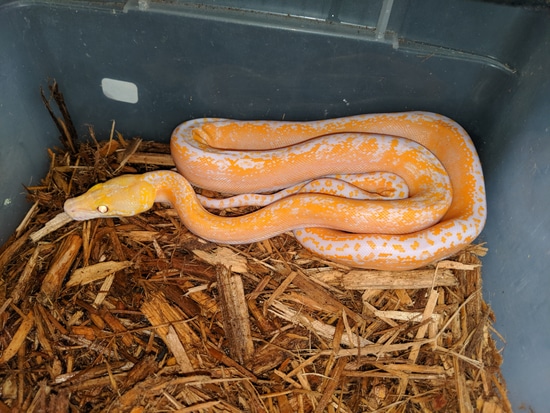 Albino Pied Reticulated Python by Ohio Reptile Company