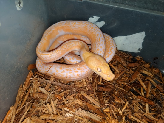 Albino Pied Reticulated Python by Ohio Reptile Company