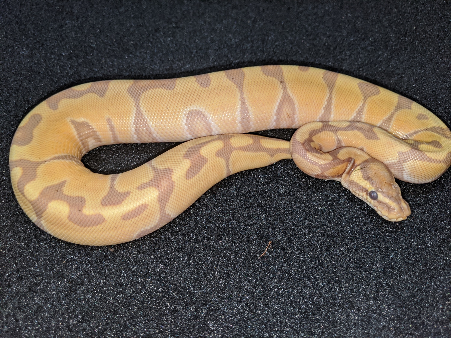 Banana Enchi Ball Python by Ohio Reptile Company - MorphMarket