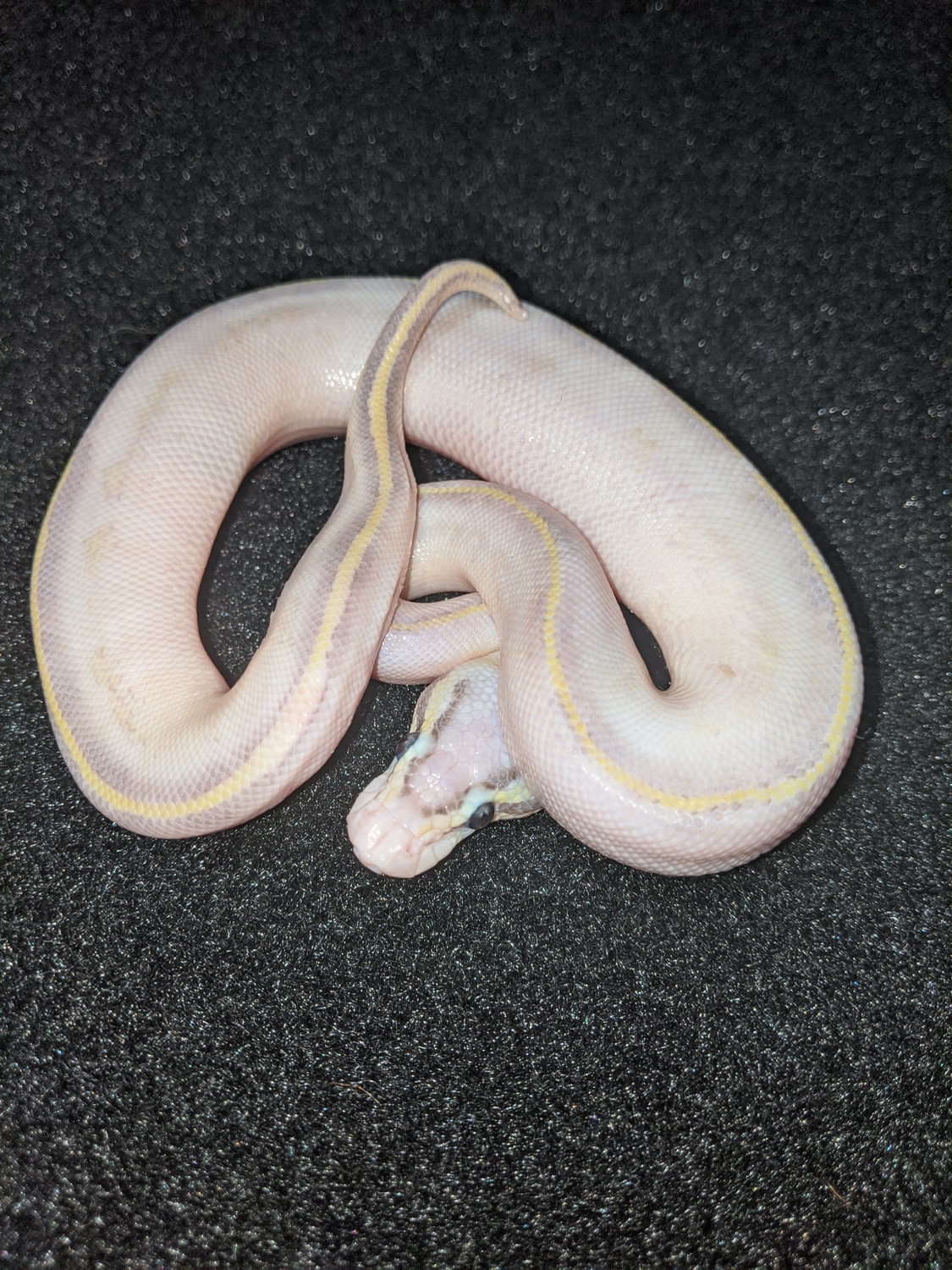 Pastel Ivory Het Pied Ball Python by Ohio Reptile Company - MorphMarket