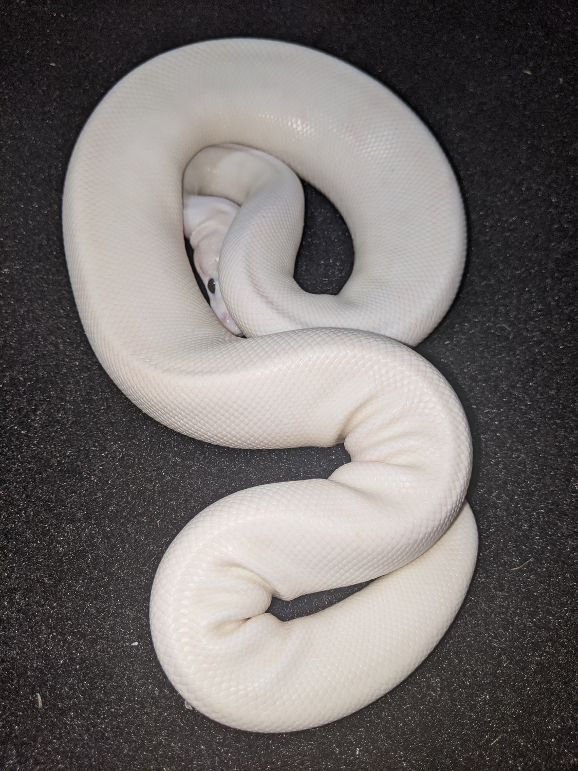 Super Pastel Ivory Ball Python by Ohio Reptile & Rodent Company ...