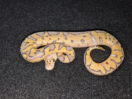 Superfly Clown Ball Python by Ohio Reptile Company