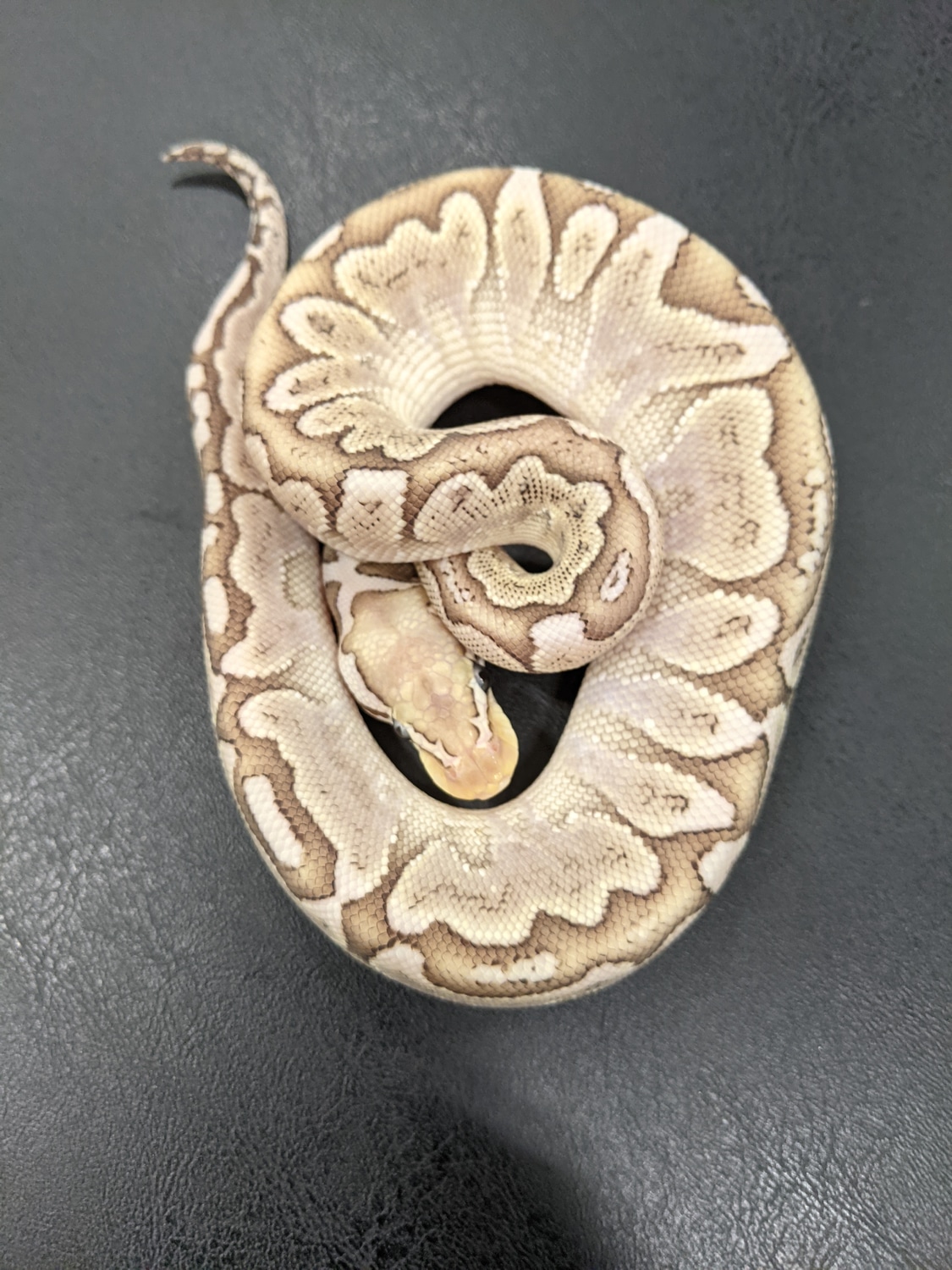 Pastel Enchi Bamboo Het Clown Ball Python by Ohio Reptile Company ...