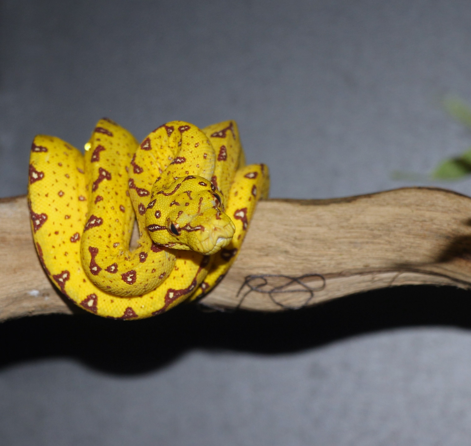 Biak Green Tree Python by Ohio Reptile Company - MorphMarket