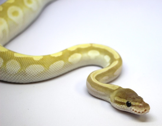 Crystal 50% Het Monsoon Ball Python by Ohio Reptile Company