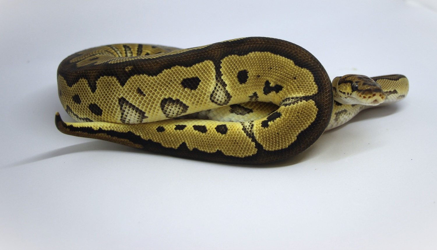 Motley Clown Ball Python by Ohio Reptile Company - MorphMarket