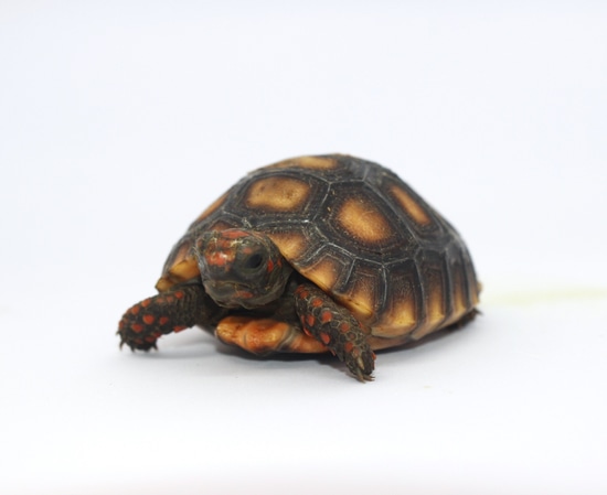 Cherry Heads Red-Footed Tortoise by Ohio Reptile Company