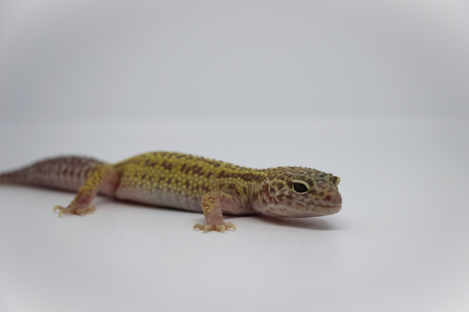 Aptor Leopard Gecko by Ohio Reptile Company - MorphMarket