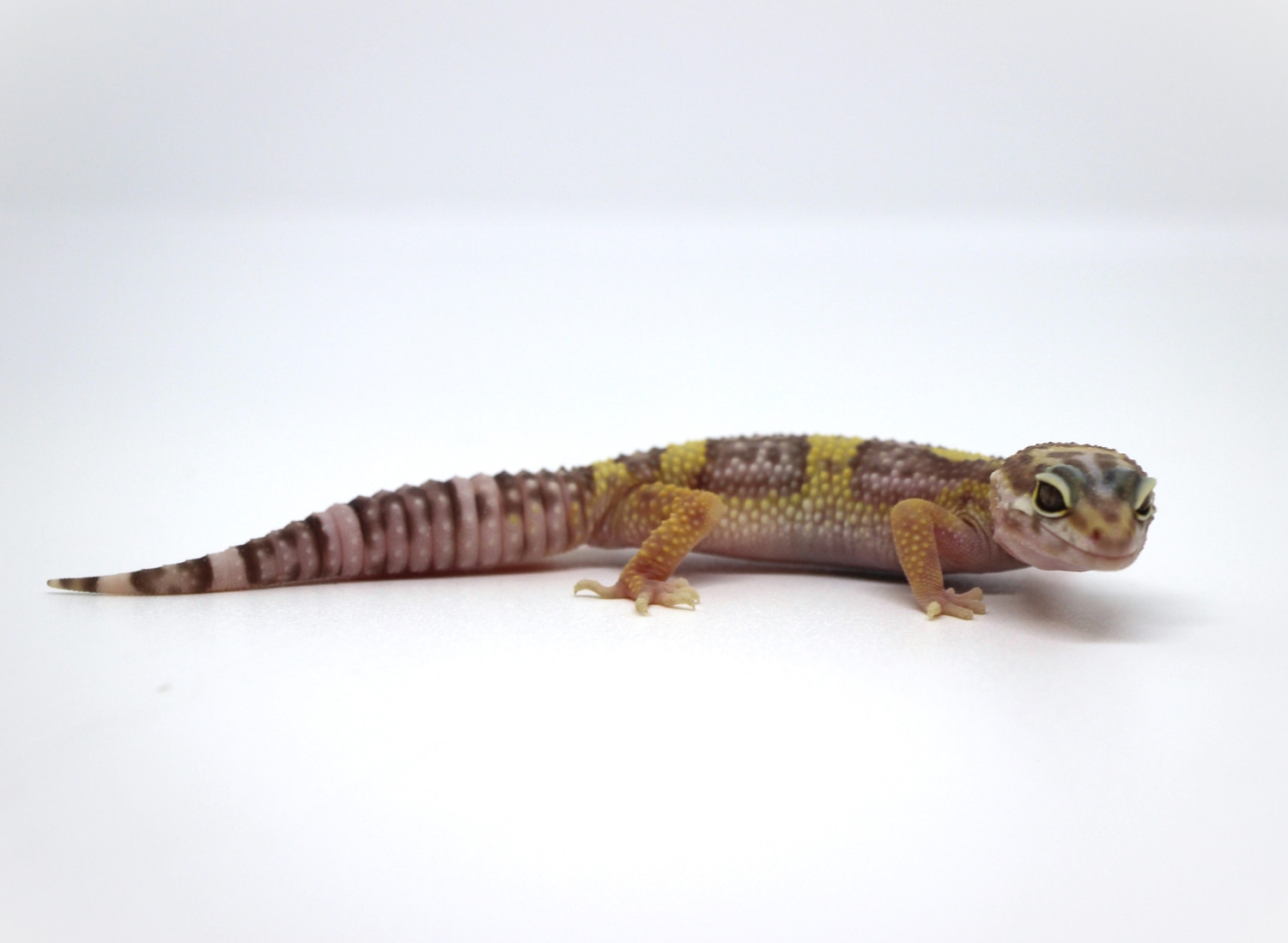 Bell Albino Leopard Gecko by Ohio Reptile & Rodent Company - MorphMarket