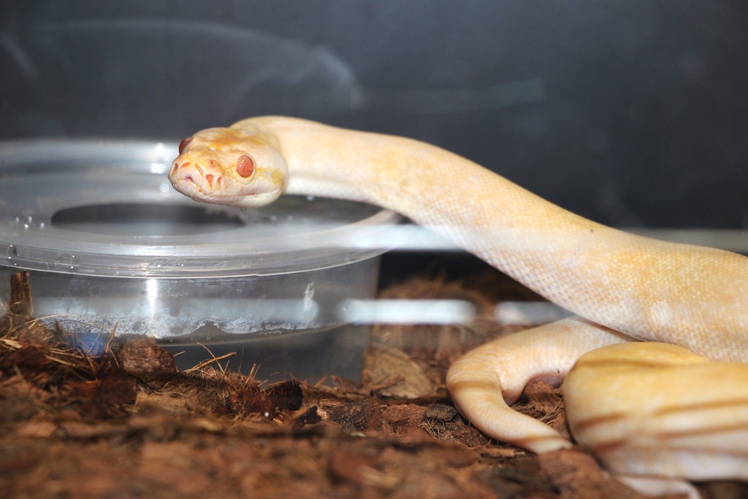 Granite Albino Burmese Python by Ohio Reptile Company - MorphMarket