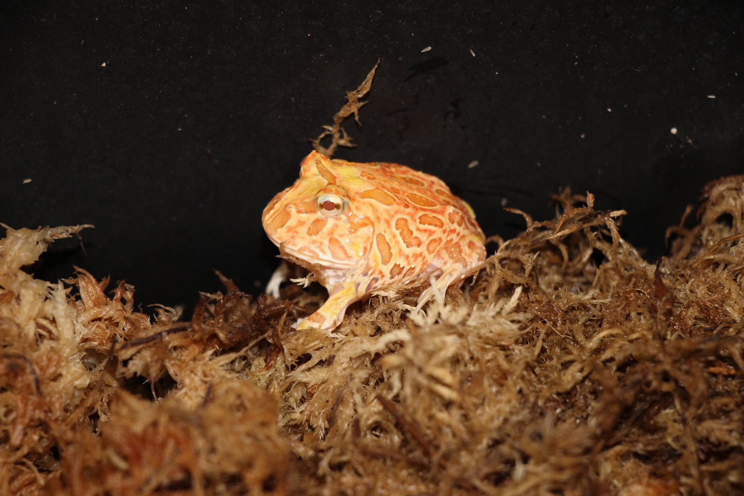 Strawberry Pacman Frog by Ohio Reptile Company - MorphMarket