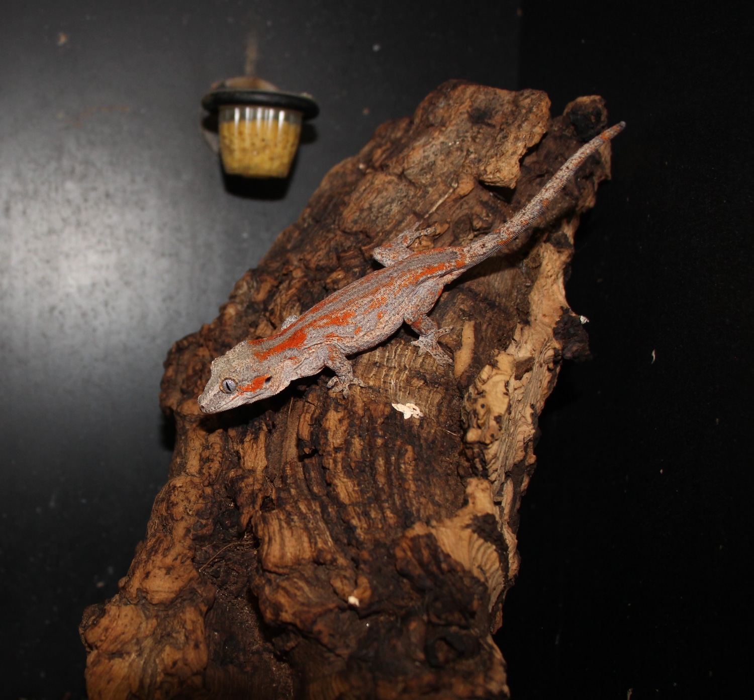 Red Stripe Gargoyle Gargoyle Gecko by Ohio Reptile Company - MorphMarket