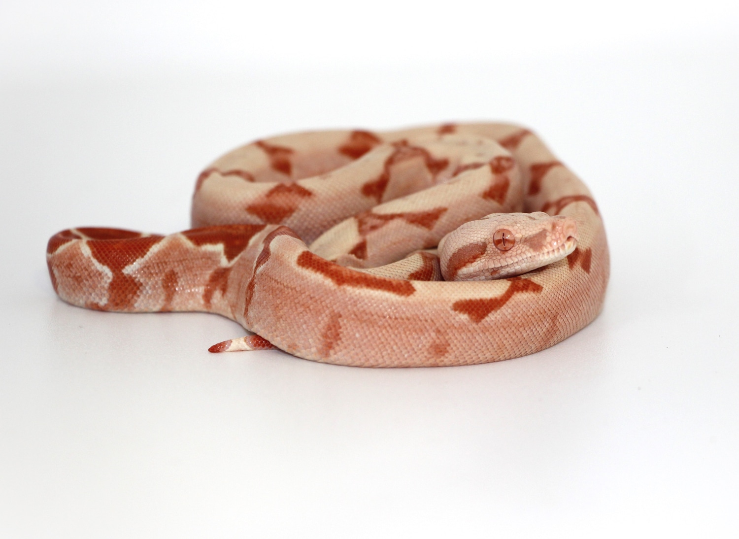 Lipstick Sunglow Boa Constrictor by Ohio Reptile Company - MorphMarket