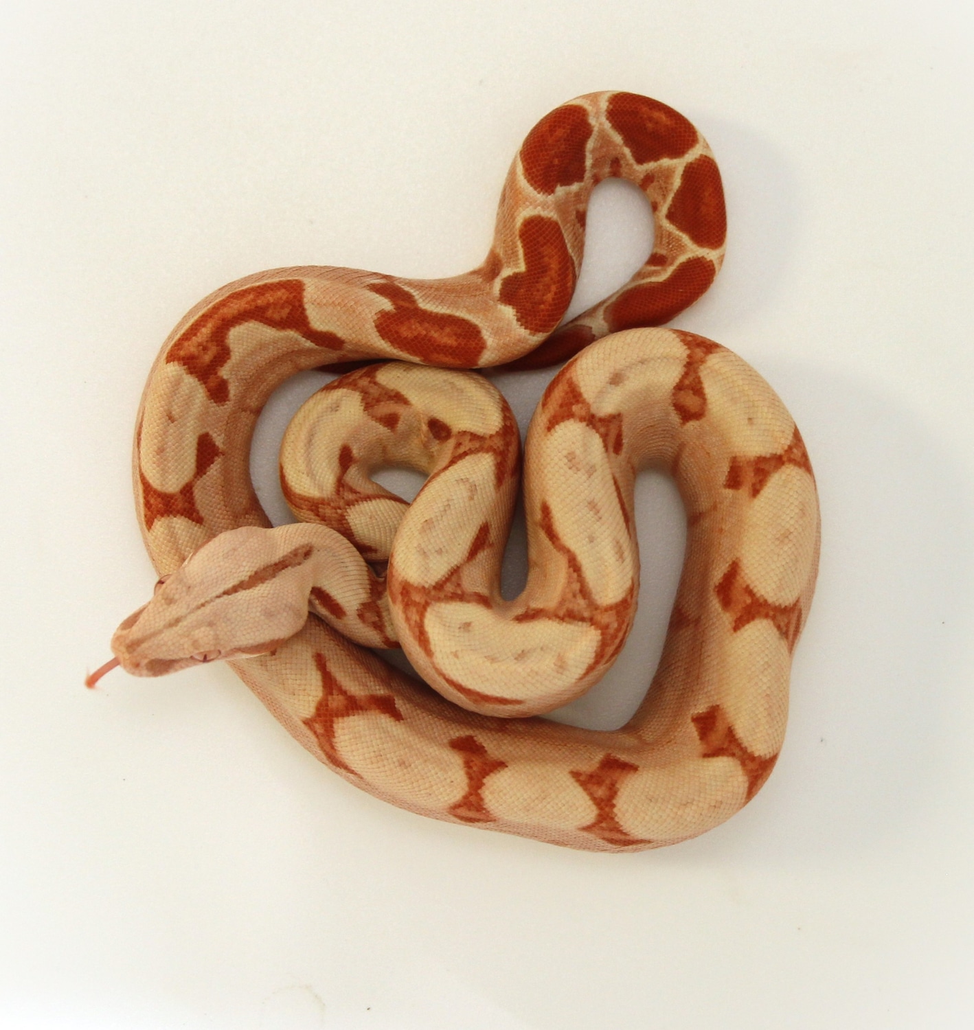 Lipstick Sunglow Boa Constrictor by Ohio Reptile & Rodent Company ...