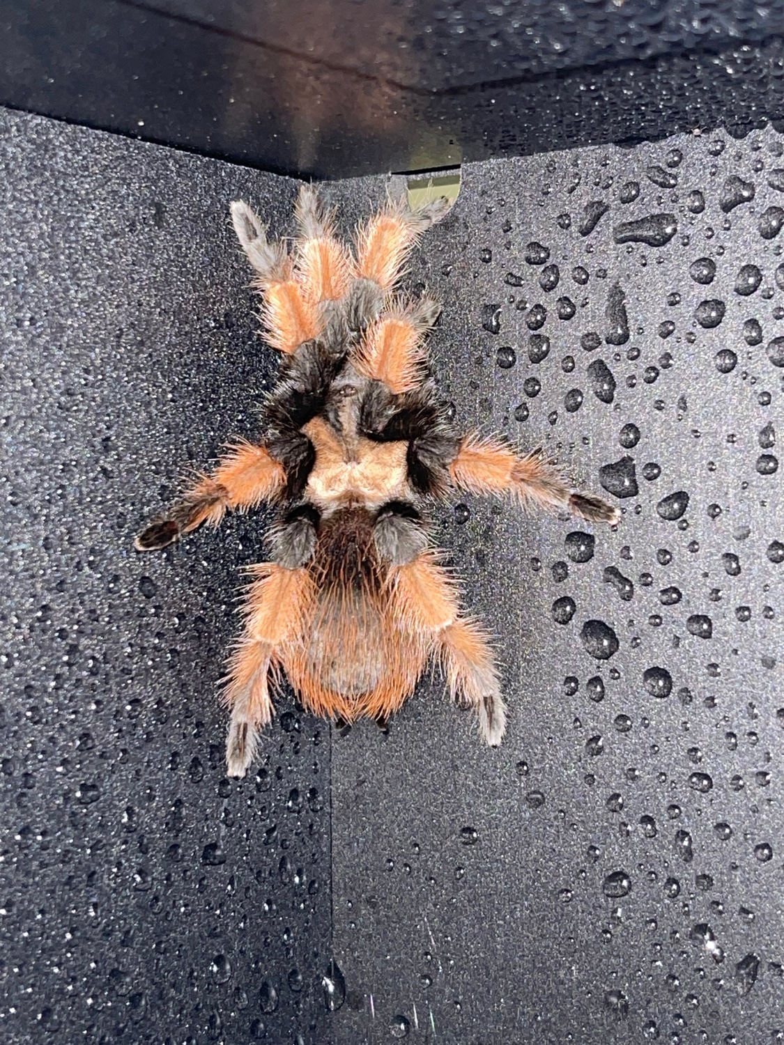 Mexican Redleg Tarantula by Ohio Reptile Company - MorphMarket