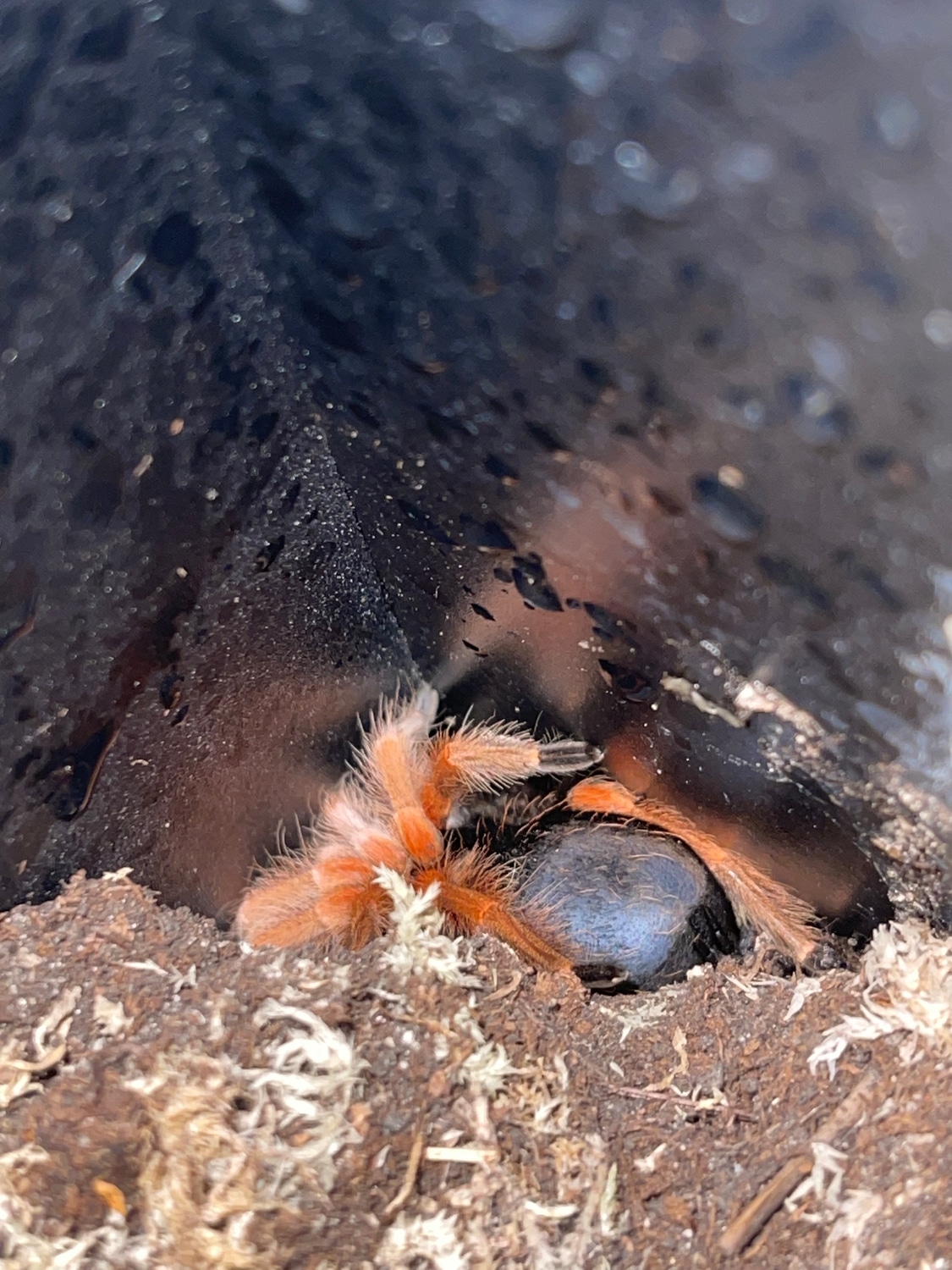 Mexican Flame Knee Tarantula by Ohio Reptile & Rodent Company - MorphMarket