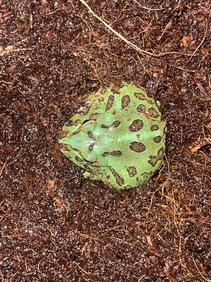 Samurai Pacman Frogs by Ohio Reptile Company
