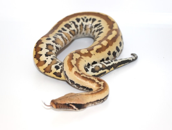 Matrix Blood Python by Ohio Reptile Company