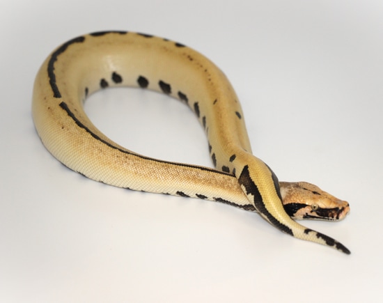 007 Blood Python by Ohio Reptile Company