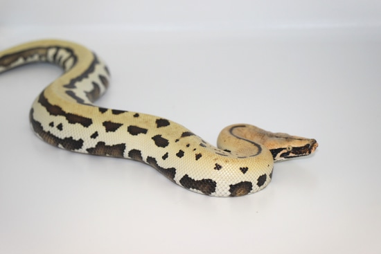 007 Blood Python by Ohio Reptile Company