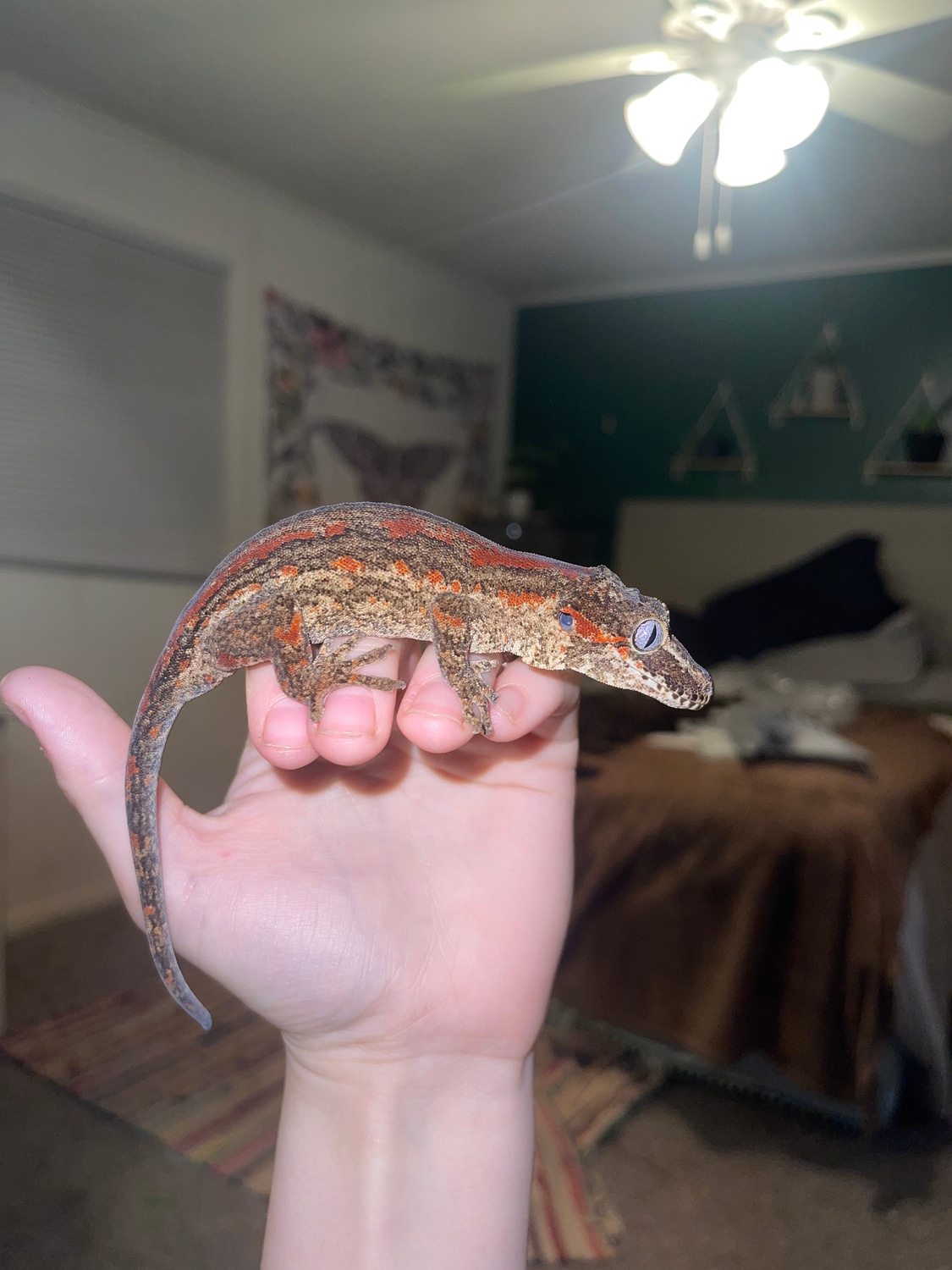 Gargoyle Gecko Red by Ohio Reptile Company - MorphMarket