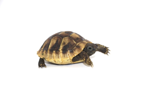 CB Hermaans Tortoise Hermann's Tortoise by Ohio Reptile Company