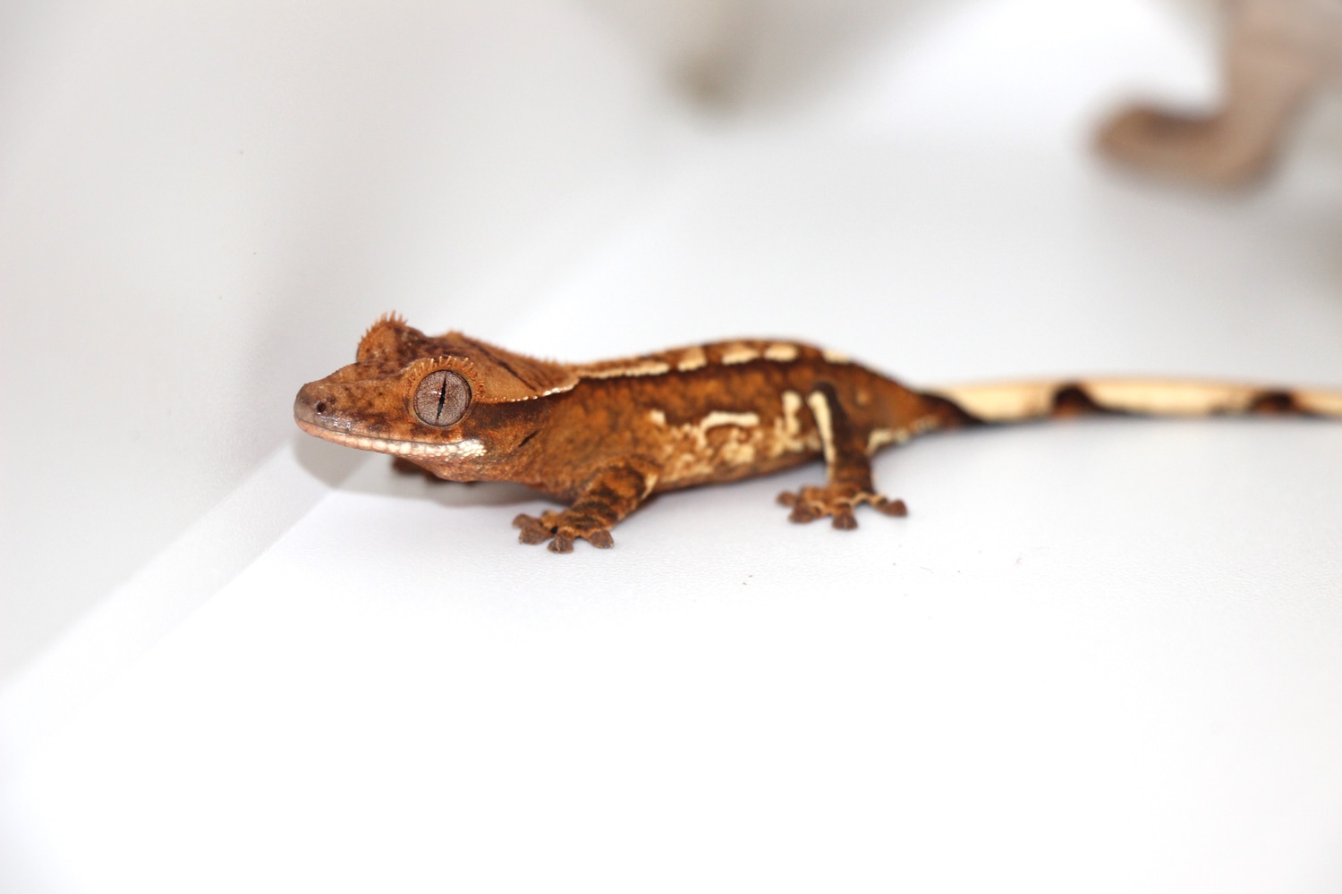 Orange And White Crested Gecko by Ohio Reptile Company - MorphMarket