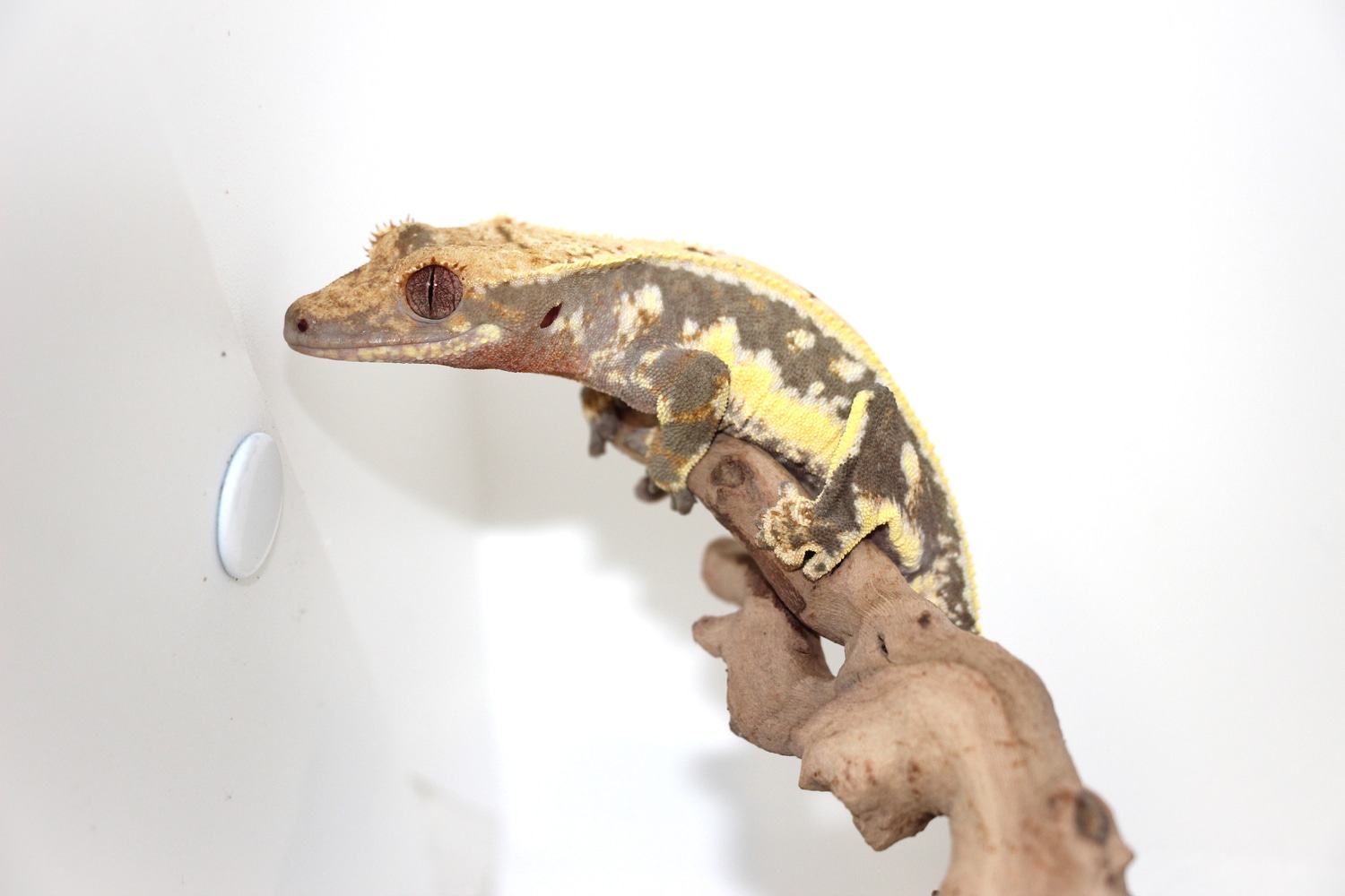Lily White Crested Gecko by Ohio Reptile Company - MorphMarket