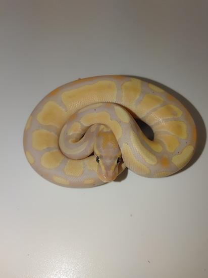 Orange Dream Banana Ball Python by Ohio Reptile Company