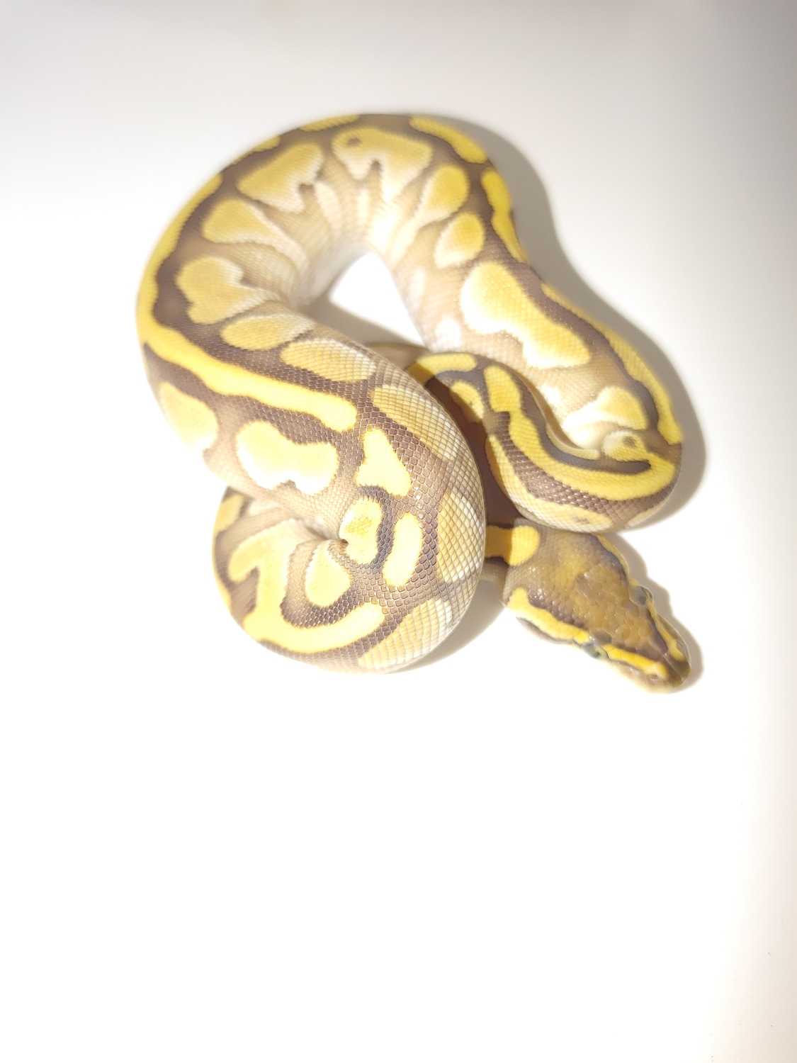 Orange Dream Lesser Ball Python by Ohio Reptile Company - MorphMarket