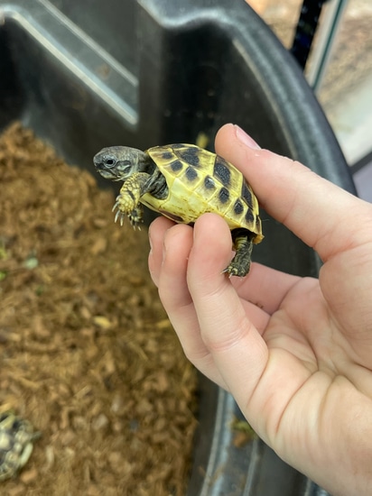 CB Hermanns Tortoise Hermann's Tortoise by Ohio Reptile Company