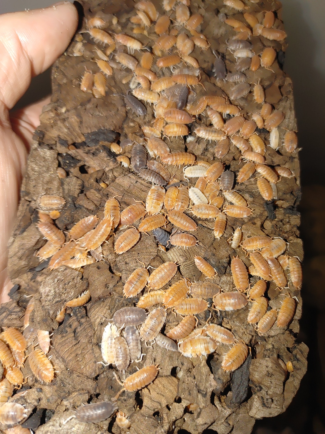 Scaber(Koi Std Mix) Isopod by Ohio Reptile Company - MorphMarket