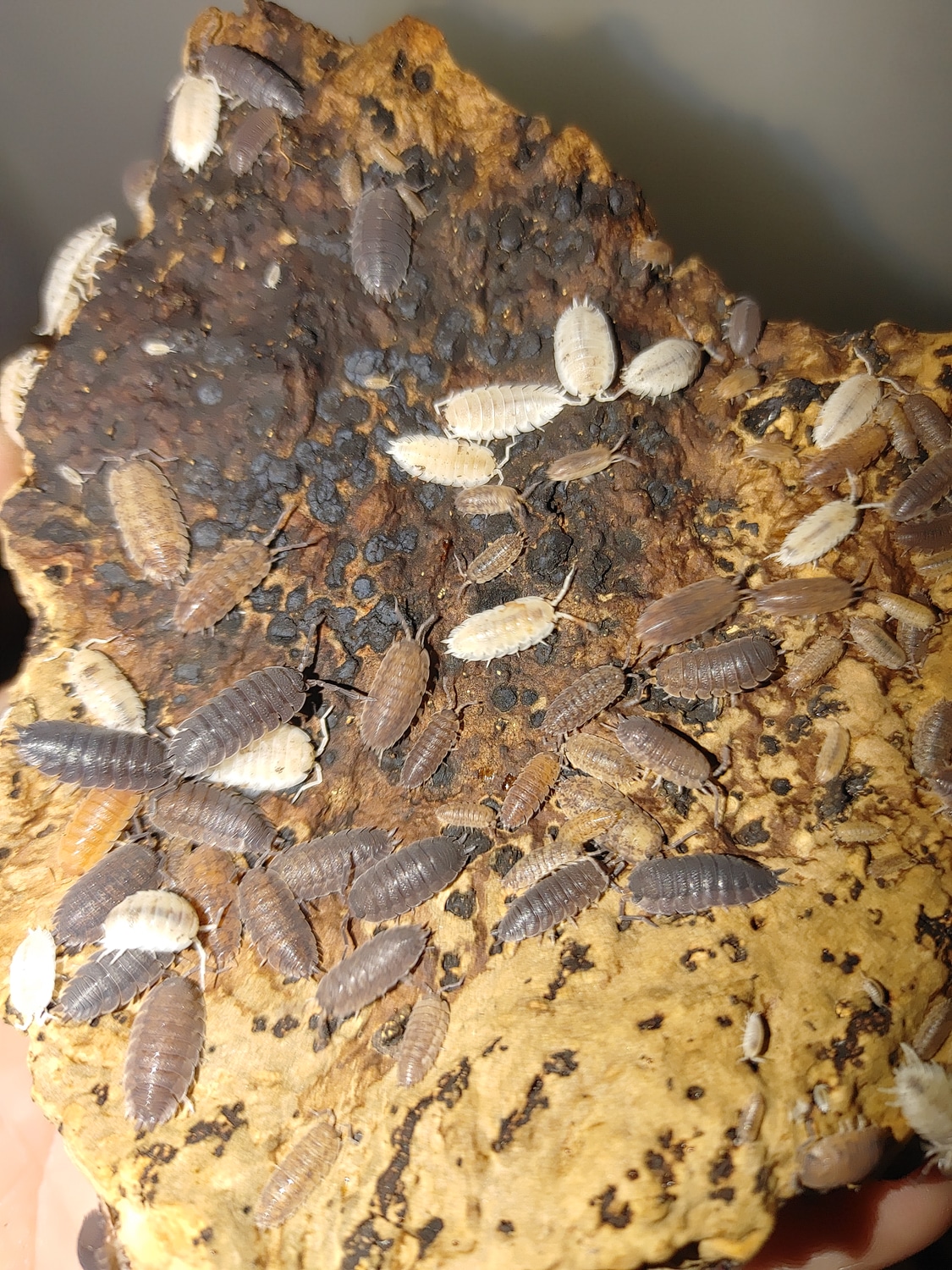 Scaber Lottery* Lotto* Mix (Orange, Calico, Orange Dalmatian, Standard ...