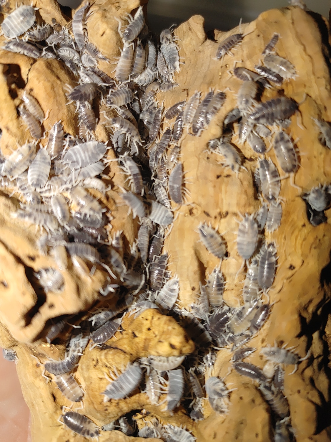 Pruinosis(Oreo Crumble) 20 Isopod by Ohio Reptile Company - MorphMarket