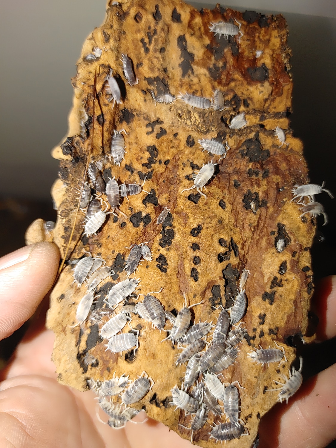 Pruinosis(Oreo Crumble) 20 Isopod by Ohio Reptile Company - MorphMarket