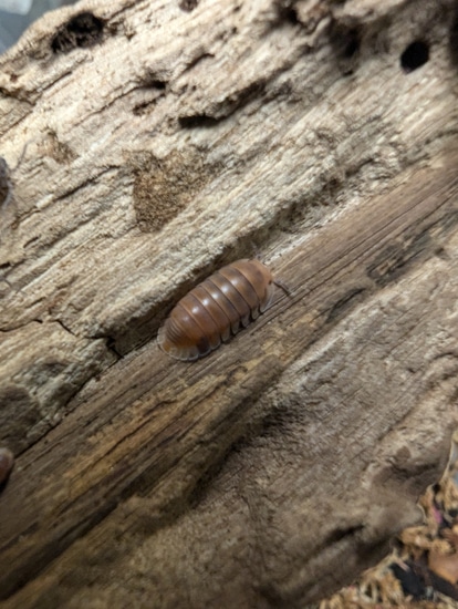 Cubaris Sp. Red Pak Chong 12ct Isopod by Ohio Reptile Company