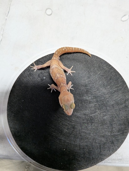 Amel Xanthic Banded More Gecko by Ohio Reptile Company