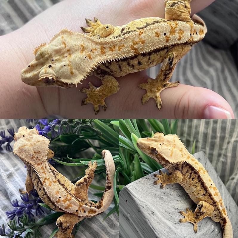 High Coverage Male With Amazing Lineage Crested Gecko by CStar Cresties ...