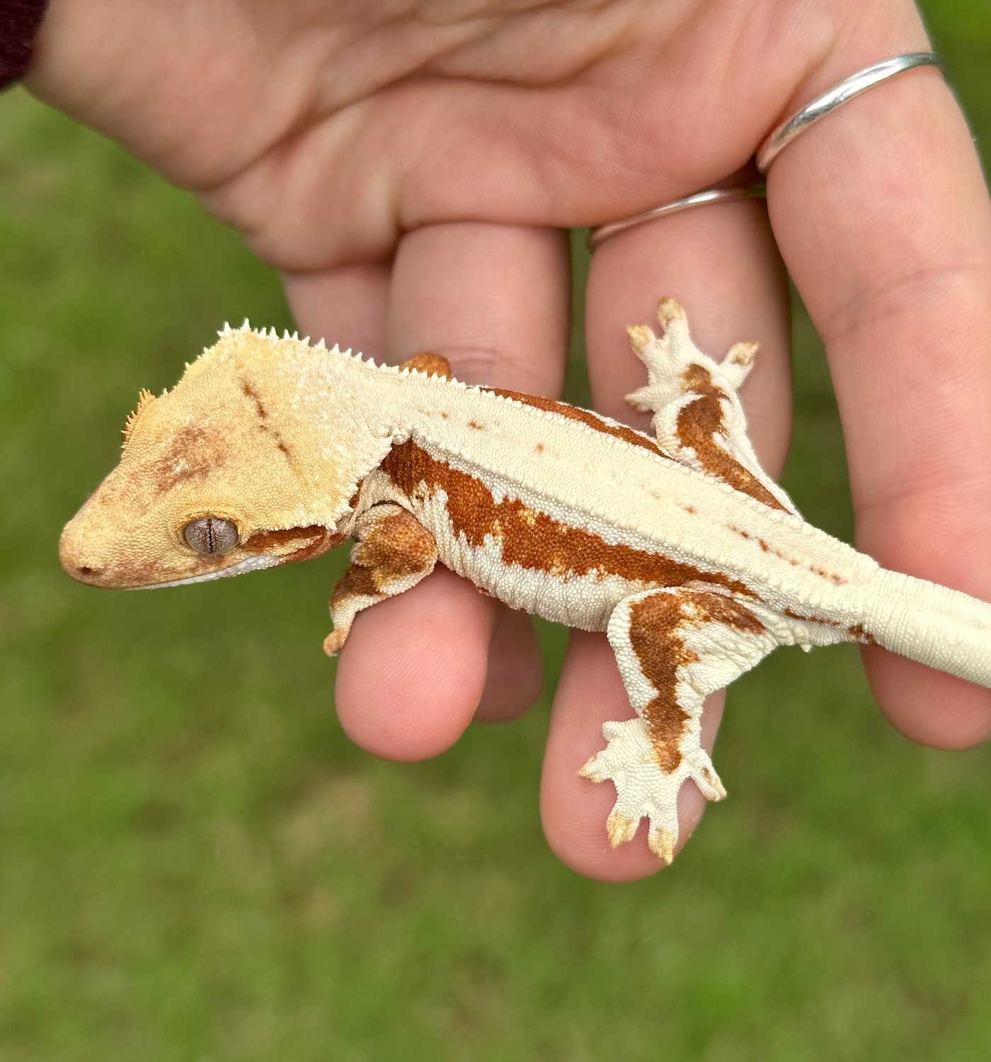 NPV Red Lily Crested Gecko by CStar Cresties - MorphMarket