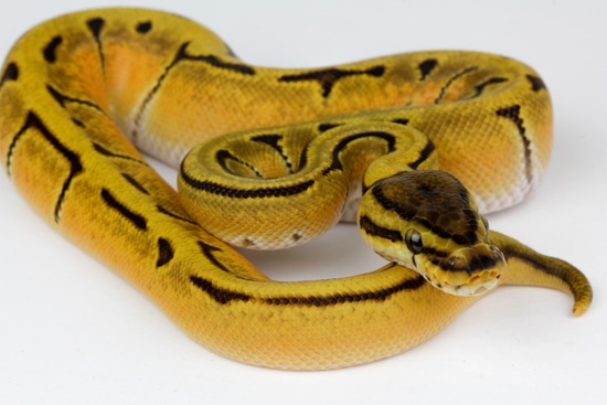 Orange Dream Enchi Pinstripe Ball Python by Captive Bred Specialties