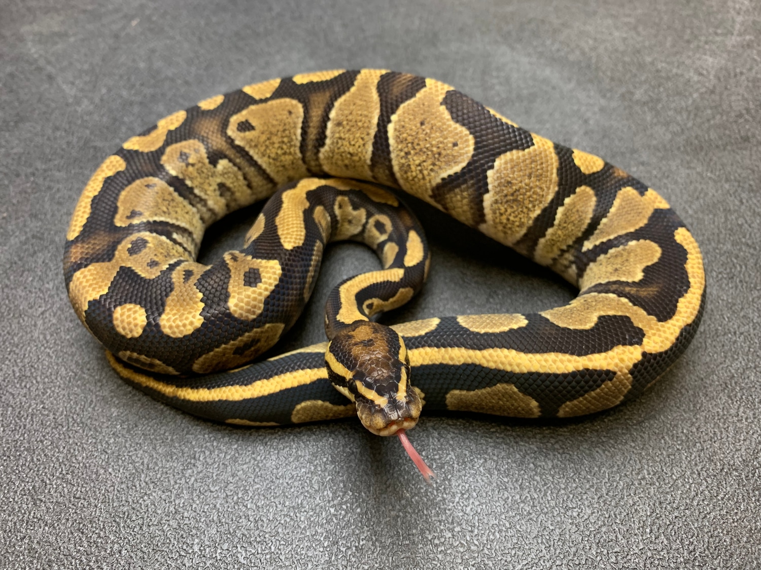 Fire 100% Het Sunset Ball Python by Captive Bred Specialties - MorphMarket